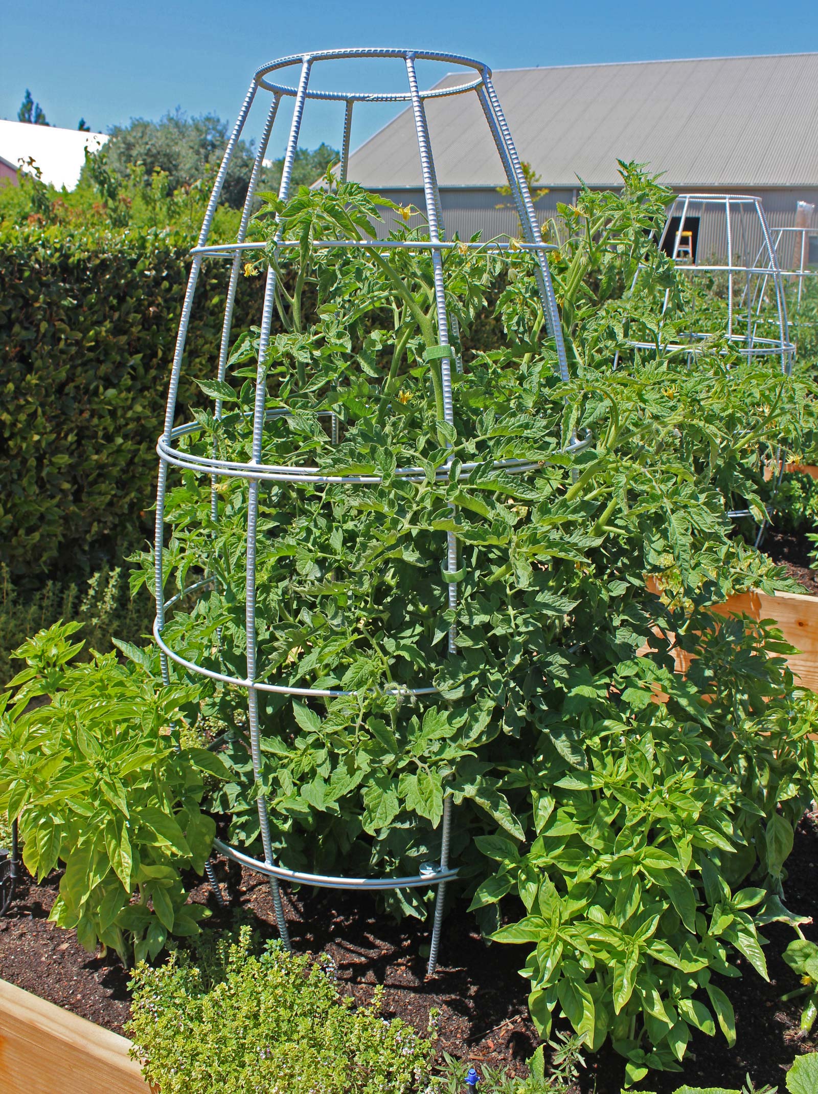 TOKI BUBBLE TRELLIS | Terra Trellis | TerraSculpture/TerraTrellis