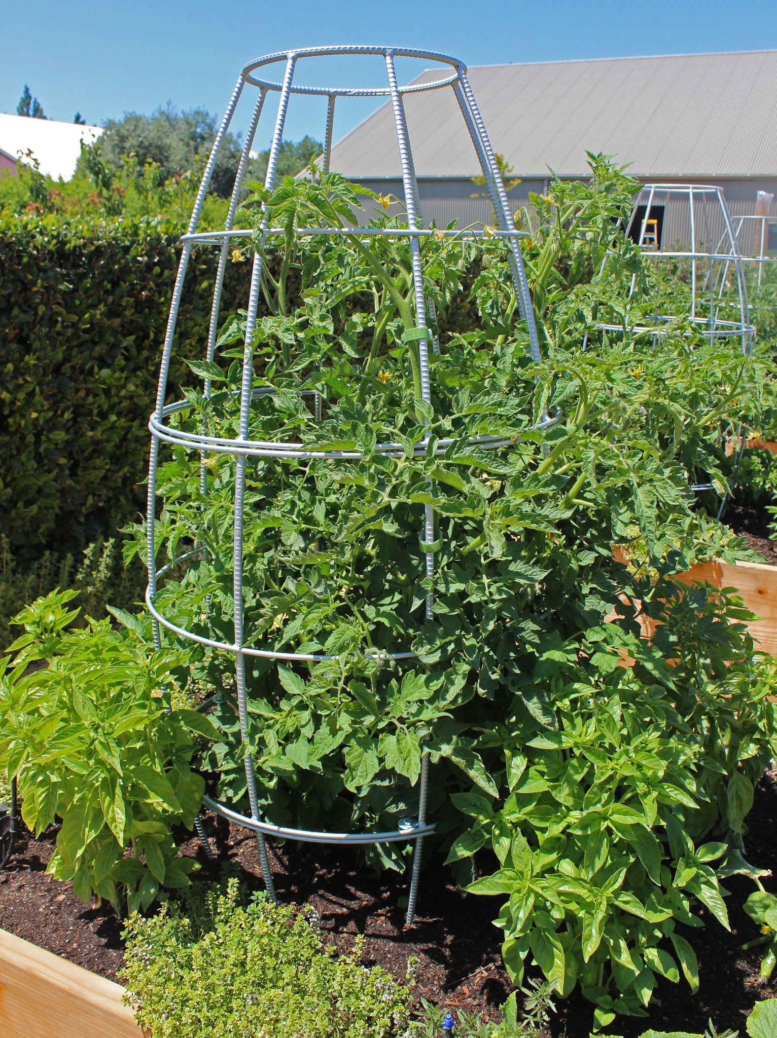 TOKI BUBBLE TRELLIS | Terra Trellis | TerraSculpture/TerraTrellis